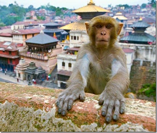 Collection 104+ Pictures What Is The Most Dangerous Monkey In The World ...